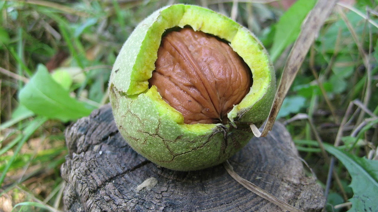 Nucile Verzi Sunt Un Arsenal De Substante Vindecatoare - Afla Care Sunt ...