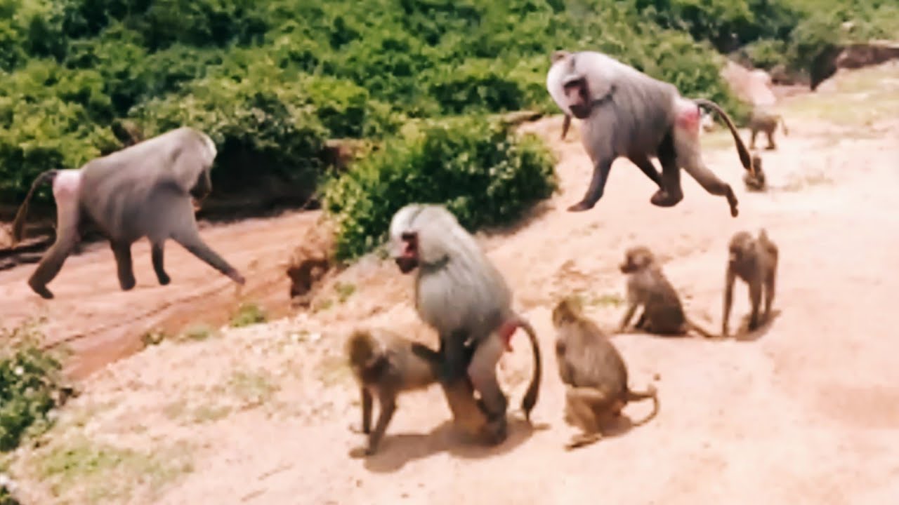 The African Wildlife Baboon: How Two Meetings Baboons - YouTube
