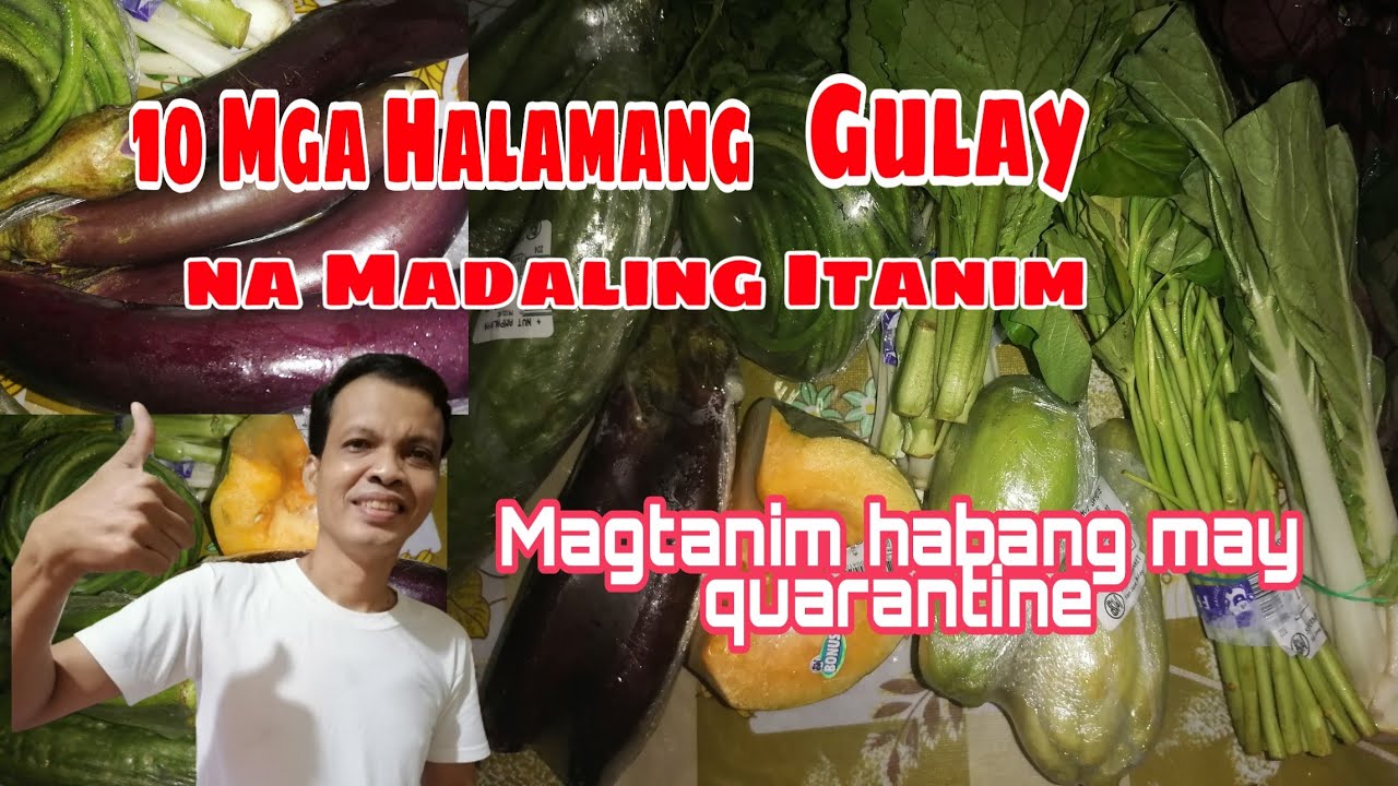 10 Halamang Gulay na Madali at Pwedeng Itanim habang may Quarantine ...