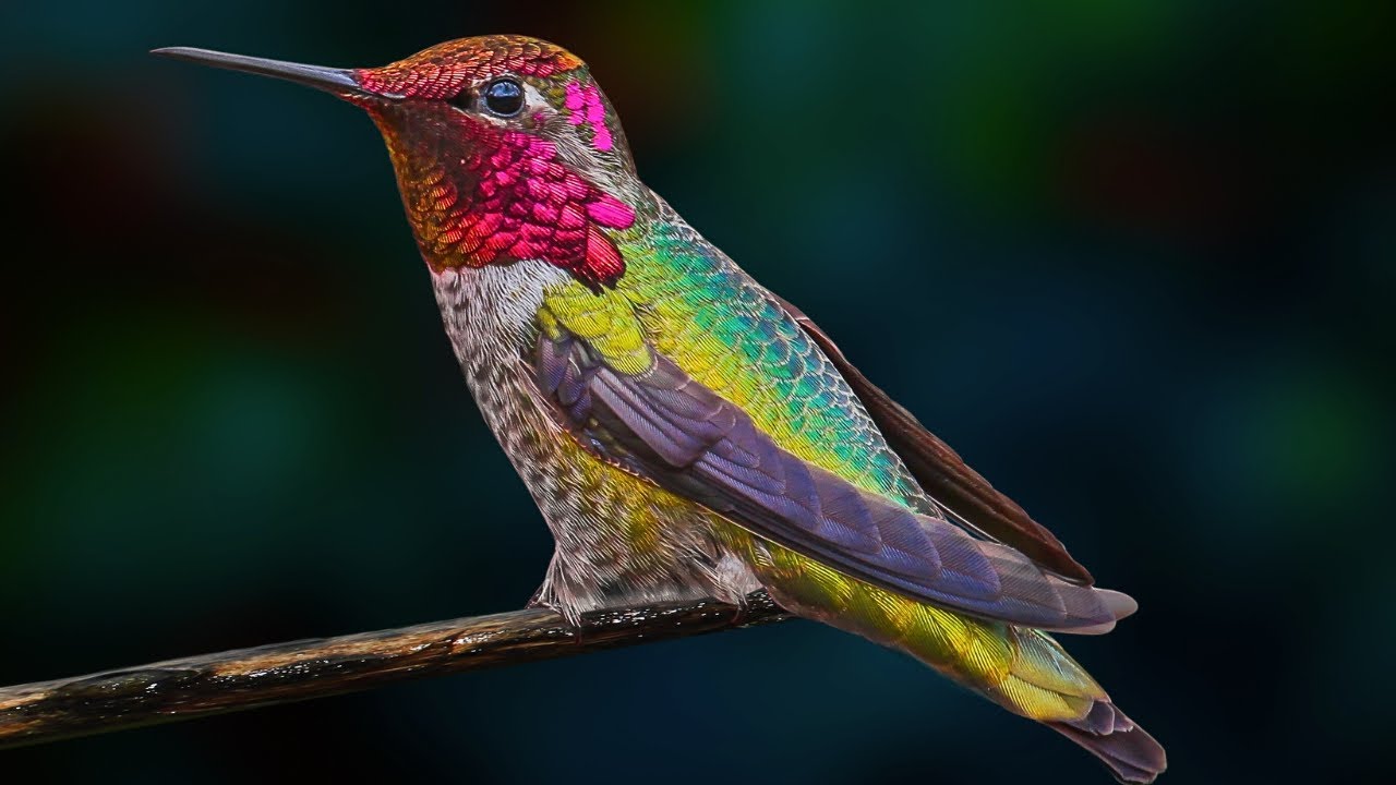 HUMMINGBIRD WATCHING for CATS and DOGS - YouTube