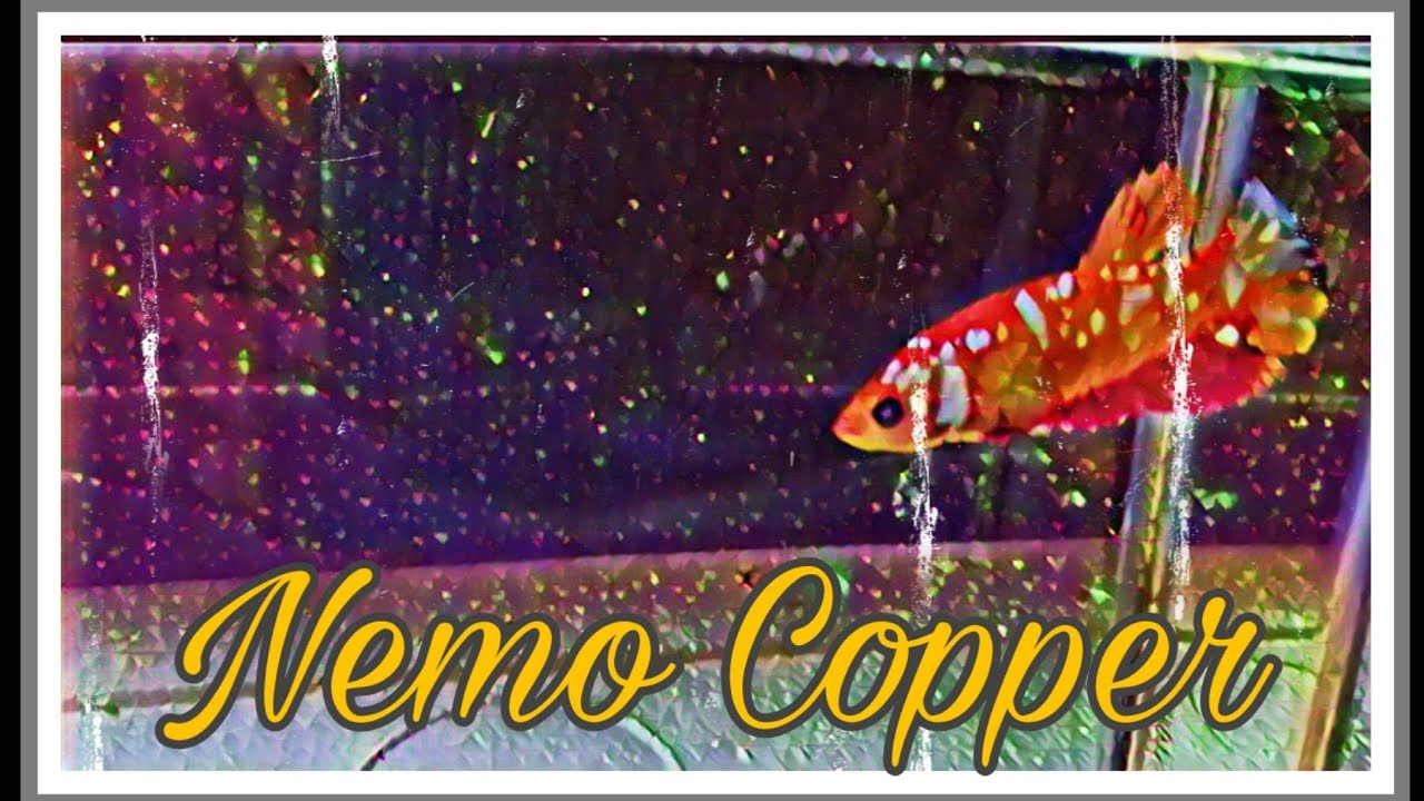 Nemo Copper - YouTube