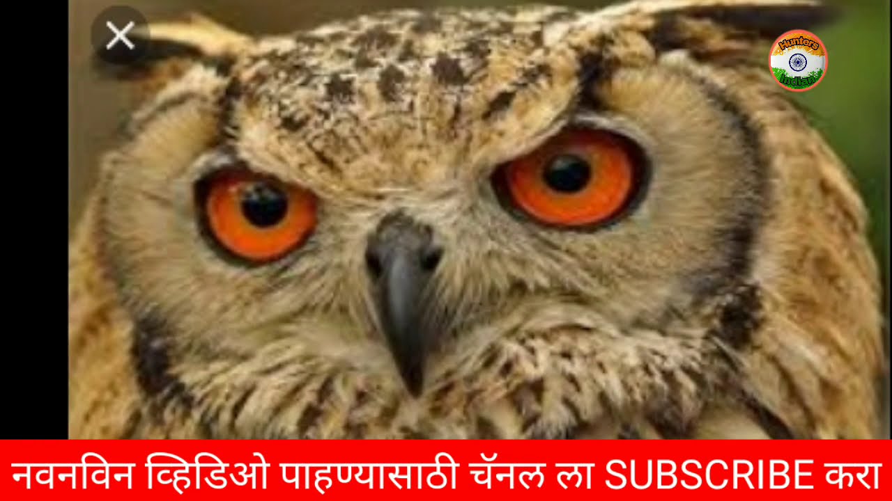 Bhartat vividh tark vitark aslela pakshi GHUBAD - YouTube