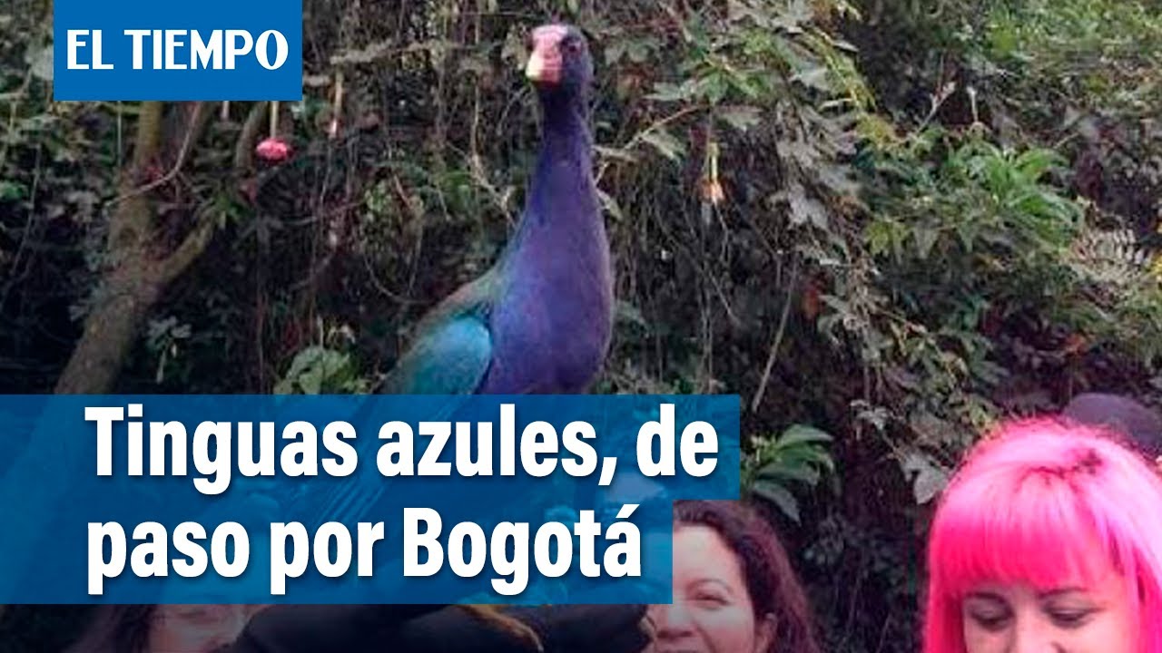 Tinguas azules estarán de paso por Bogotá en su migración a Argentina ...