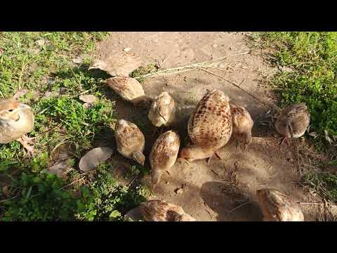 Partridge birds Chicks | beautiful moment birds | grey francolin baby ...