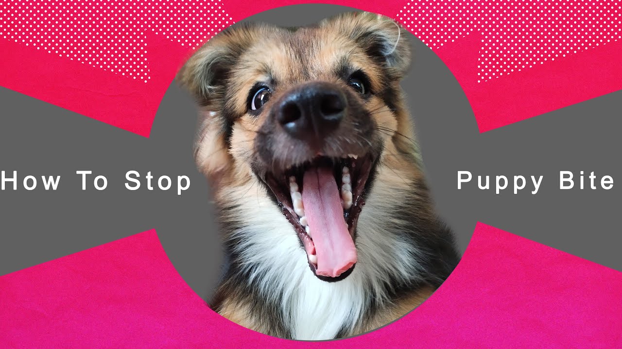 How To Stop Puppy Biting YouTube how-to-stop-puppy-biting-youtube