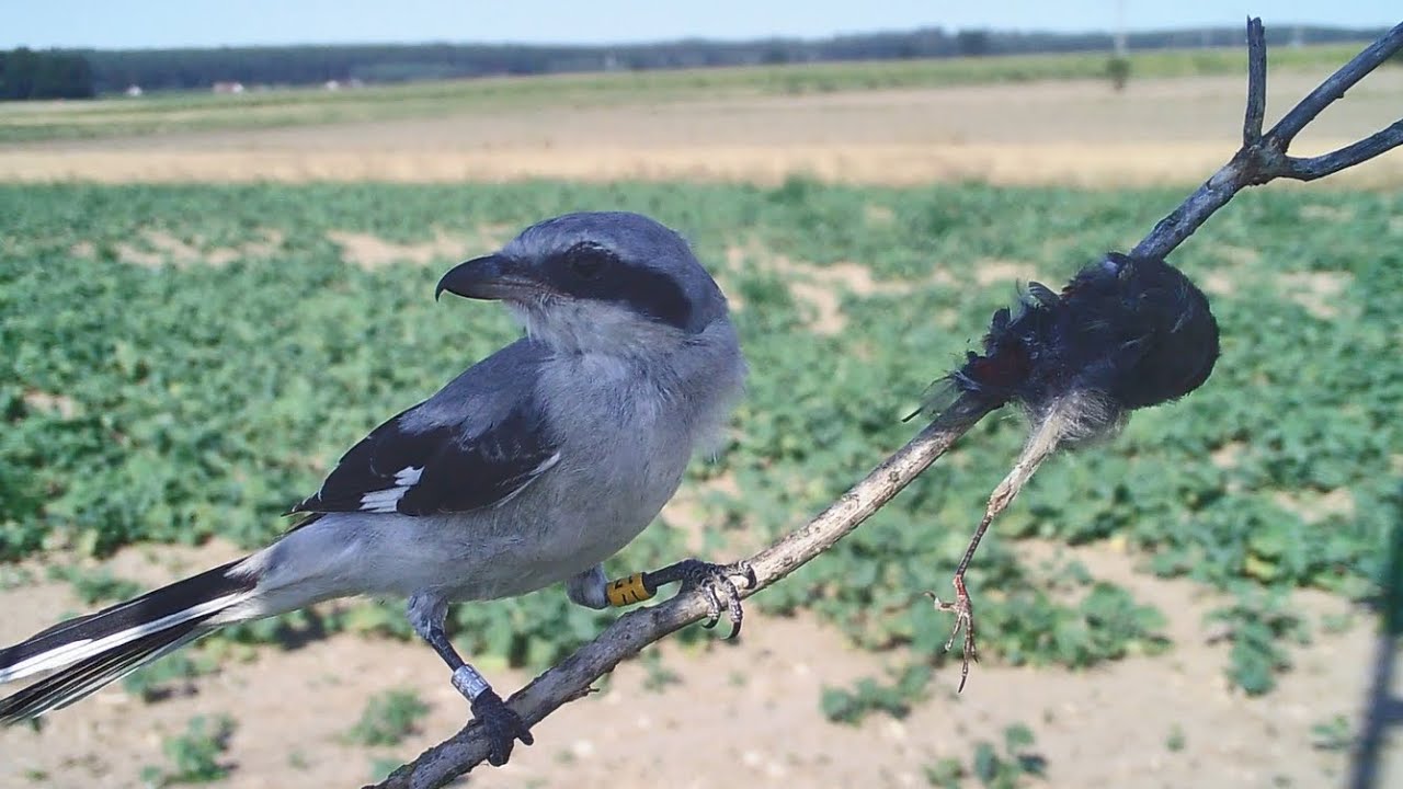 Srokosz Lanius excubitor (Great Grey Shrike, Raubwürger, Ťyhýk šedý ...