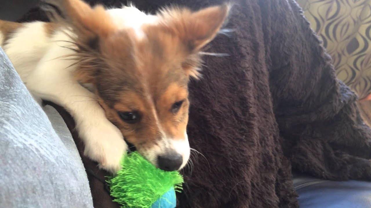 Puppy playing with pull string cat toy - YouTube