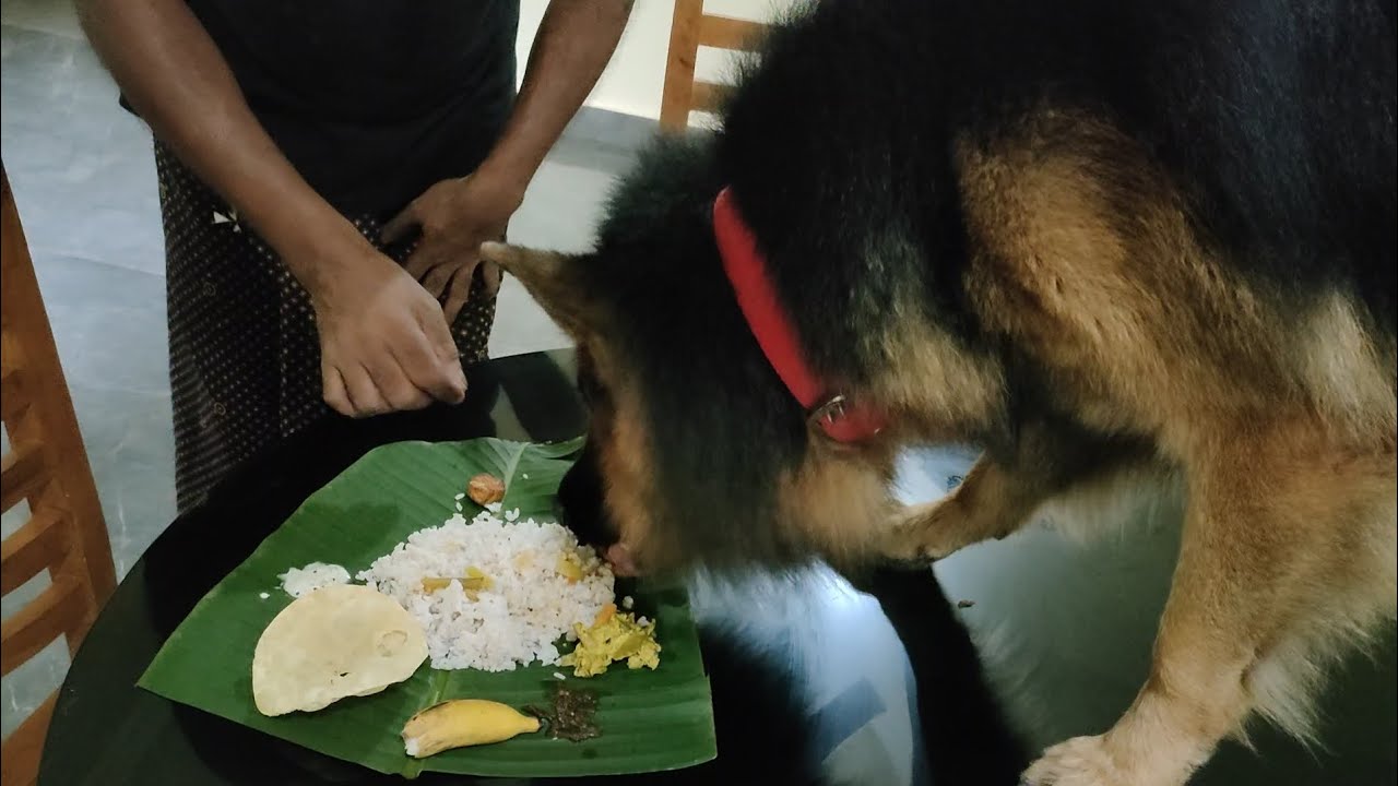 Rambo's Onam | German Shepherd celebrates Onam | Onam feast | Dog ...