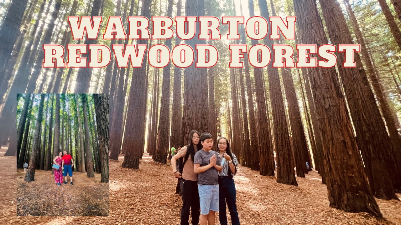 Warburton Redwood Forest #warburton #redwoodforest Victoria, Australia ...