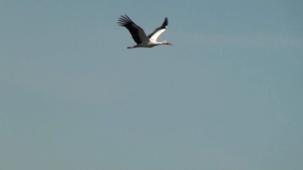 Stork Bird Flying
