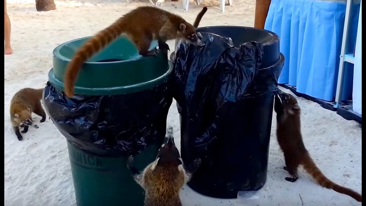 A Band of Coatis Searching Food From Bin - YouTube
