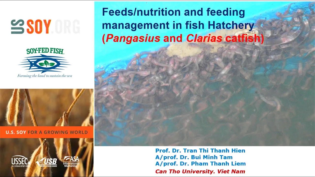 Feeds/nutrition and feeding management in fish Hatchery (Pangasius and ...