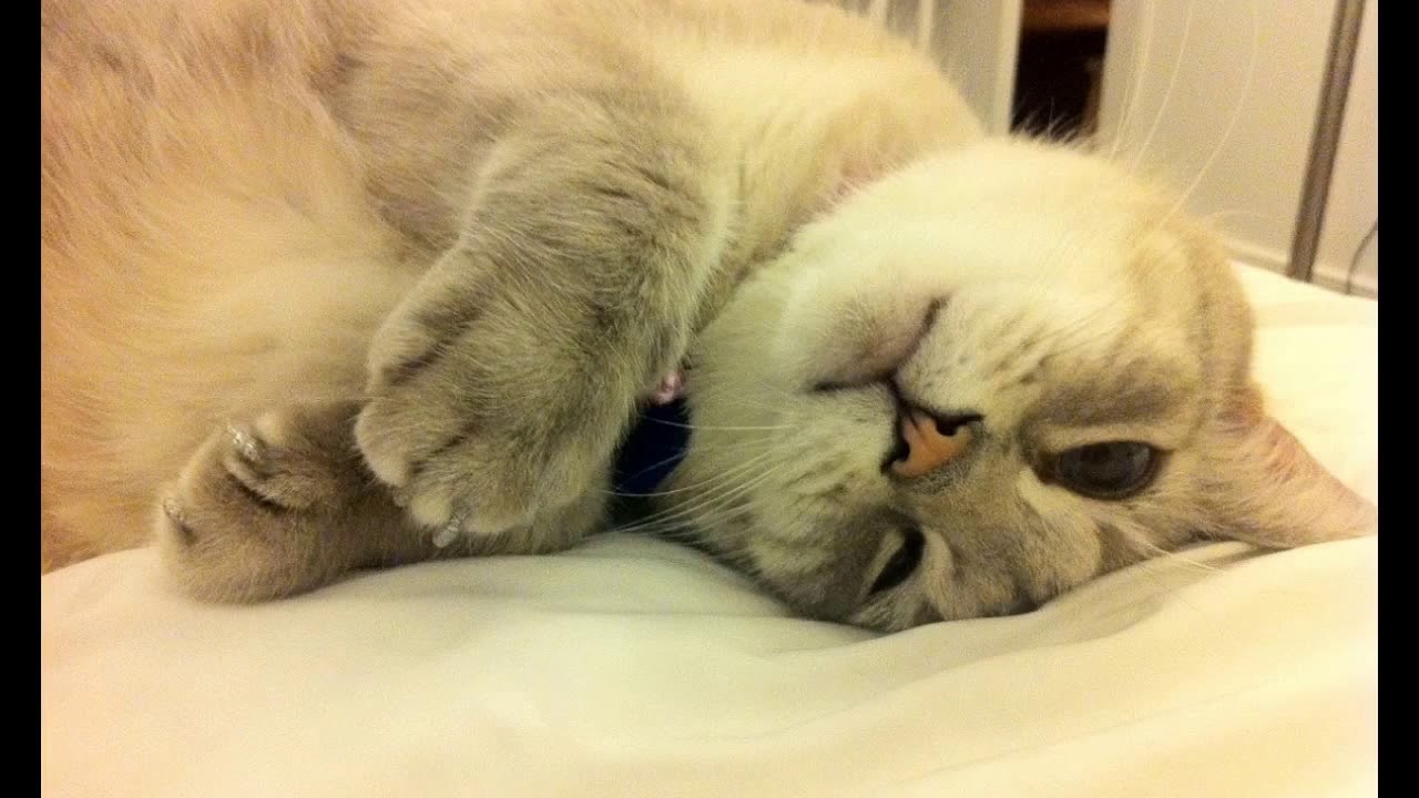 A Compendium of Meow Meow's Life - YouTube