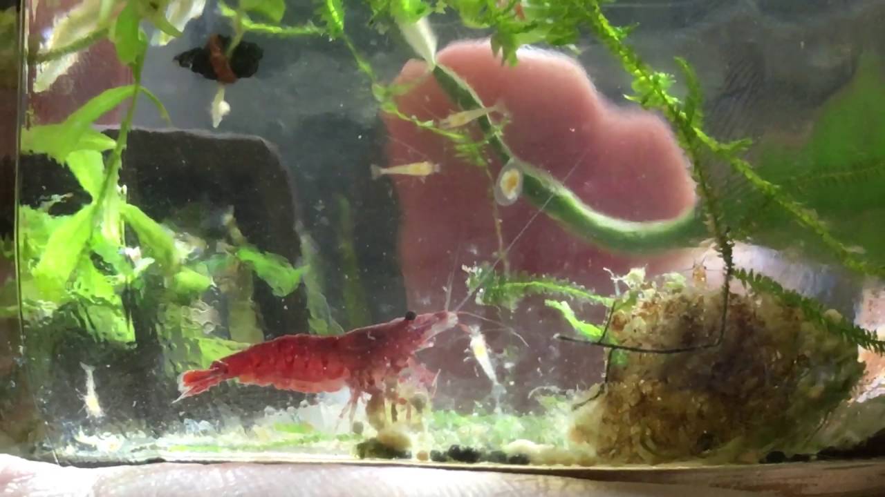 RCS, shrimplets and freshwater limpet - YouTube