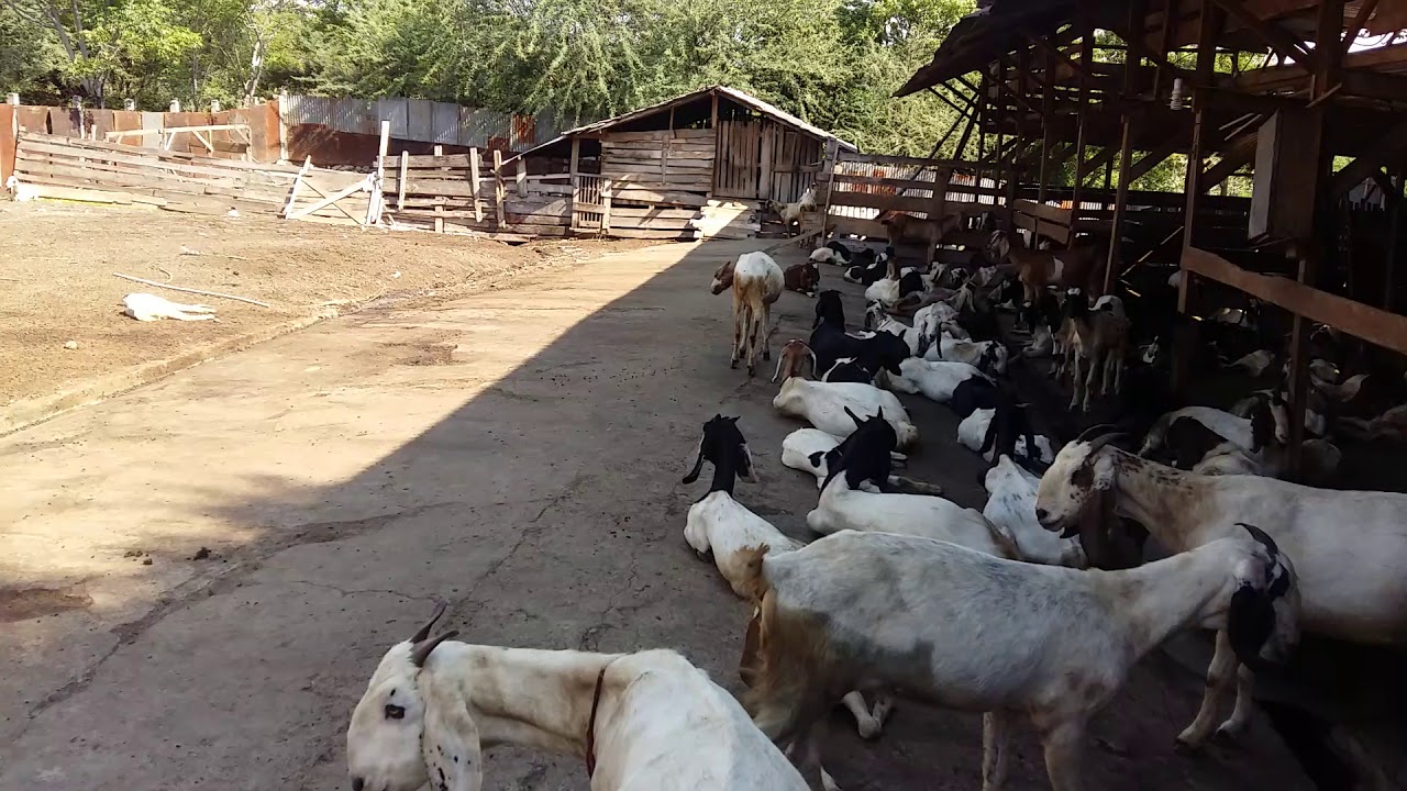 Peternakan kambing karis farm yg ad d kota palu... - YouTube