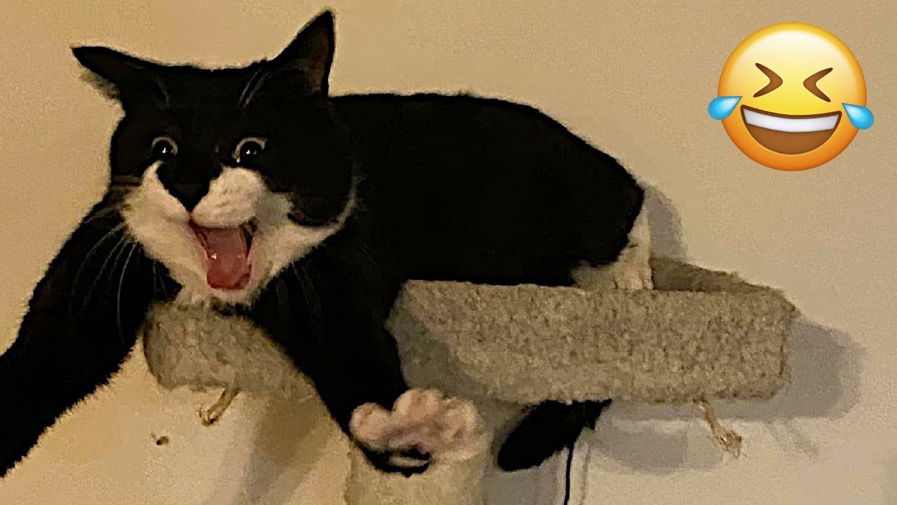 You LAUGH You LOSE 😂😍Funniest Meow Videos 2024 | Meow Memory #13 - YouTube