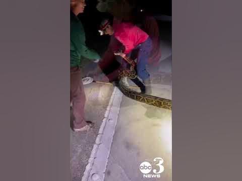 Record-breaking capture of 19-foot Burmese python in Florida - YouTube