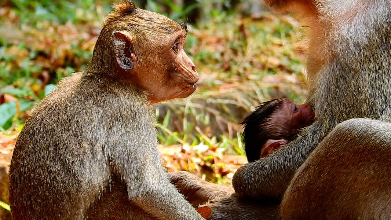 So Pity Little Monkey Jazzy is Dreaming about her sweet Milk time - YouTube