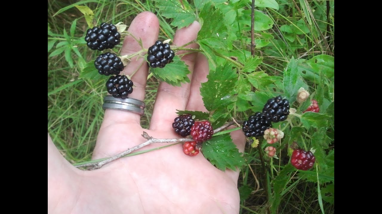 How to Eat Black Berrys ,Griffith Indiana - YouTube