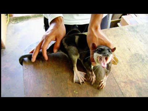 CUICA D'ÁGUA| O ÚNICO MARSUPIAL SEMI AQUÁTICO - YouTube