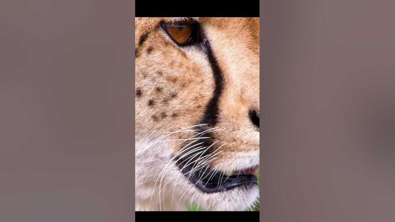 Tiger: Apex Predators Hunting in the Wild - YouTube