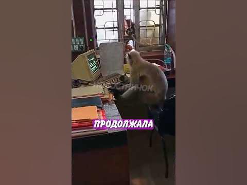 🤣 Обезьяна шокировала работников своим поведением! | Новостничок - YouTube