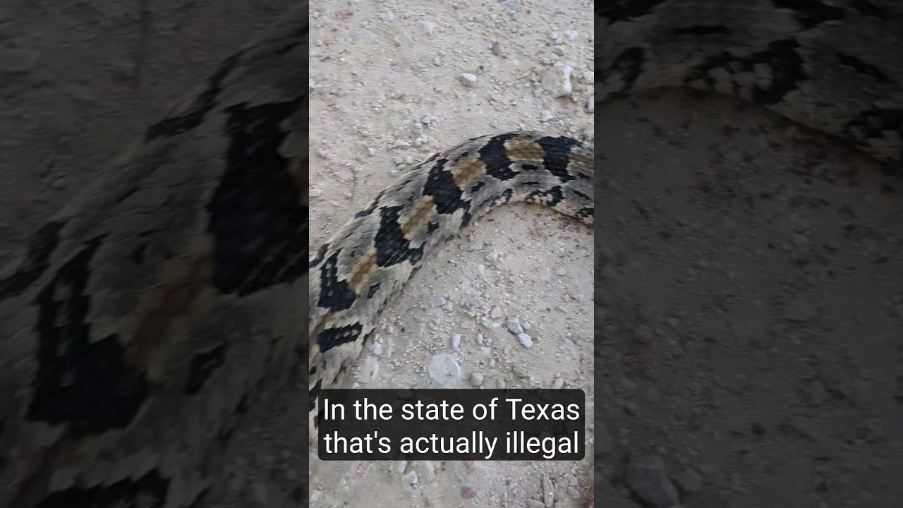 Close up of the deceased Timber Rattlesnake. Check out the full length ...