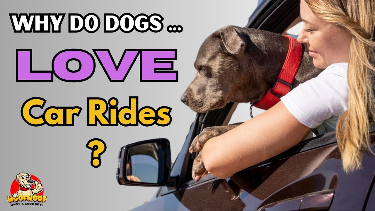 Want To Impress Me Fido YOU DRIVE ! and Why Do Dogs Love Car Rides ...