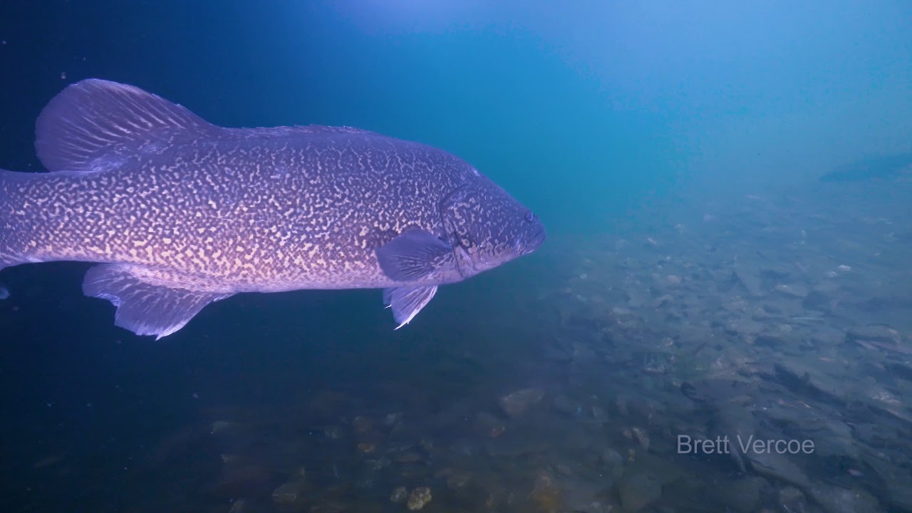 Eastern freshwater cod - YouTube