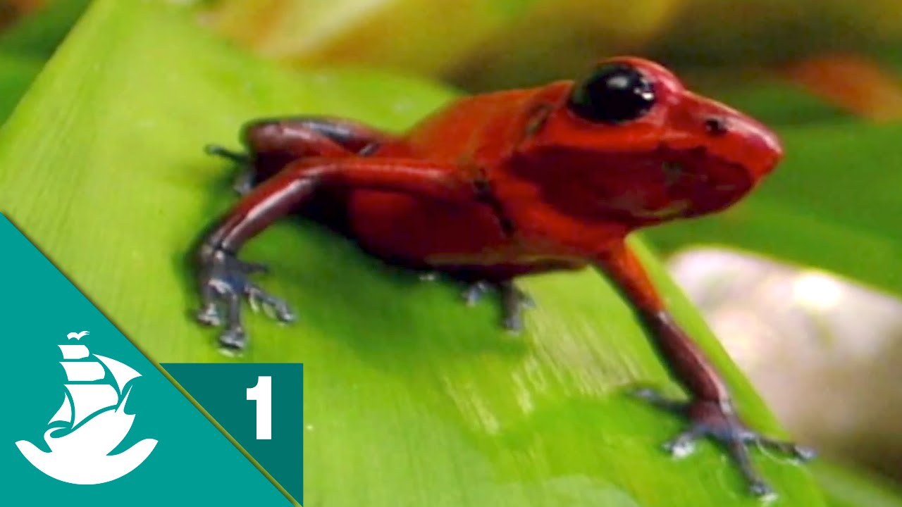 The planet of life (Part 1/5) - YouTube