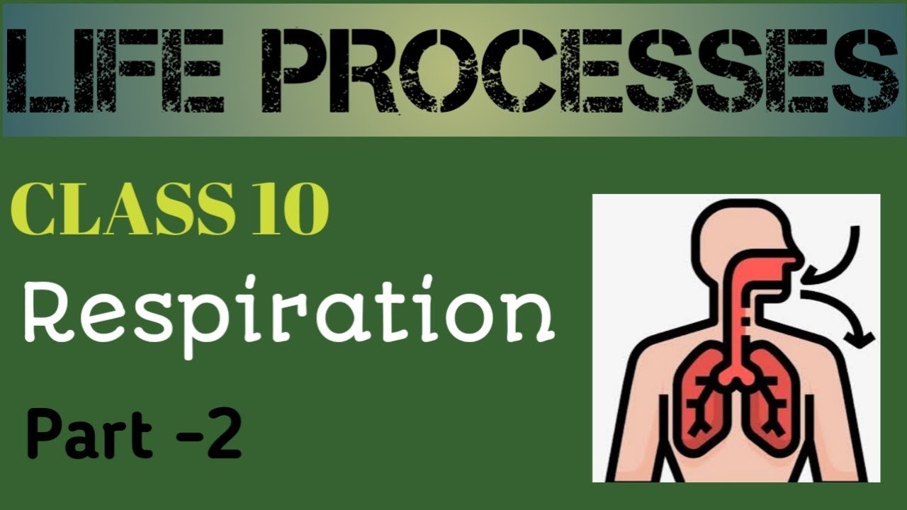 Life Process Respiration in Plants and Humans | Class 10 | Science ...