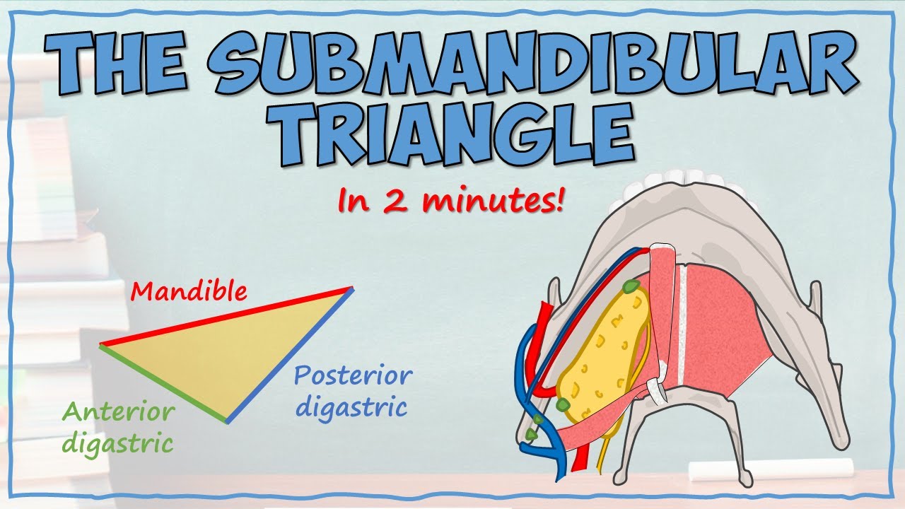 The Submandibular Triangle - YouTube