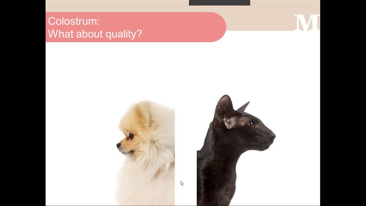 Colostrum and kittens' immunity : tips for a healthy start - YouTube