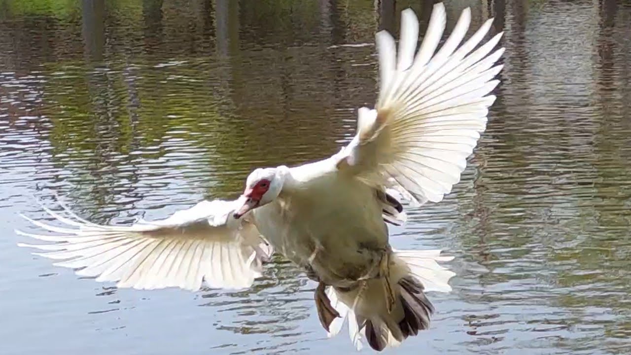 Flying muscovy duck and callducks - YouTube