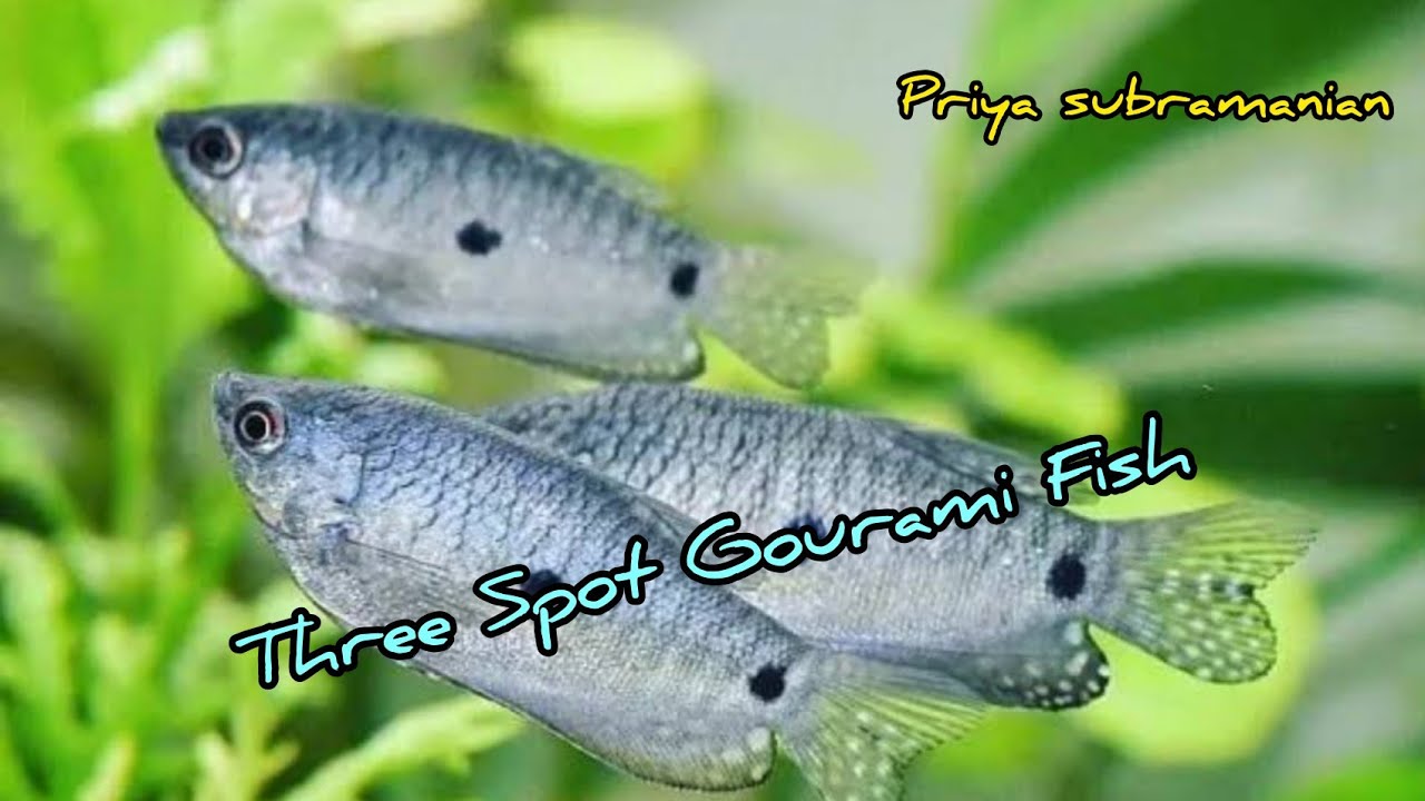 Three Spot Gourami Fish || Spot Gourami Housing And Aquarium Setup Fish ...