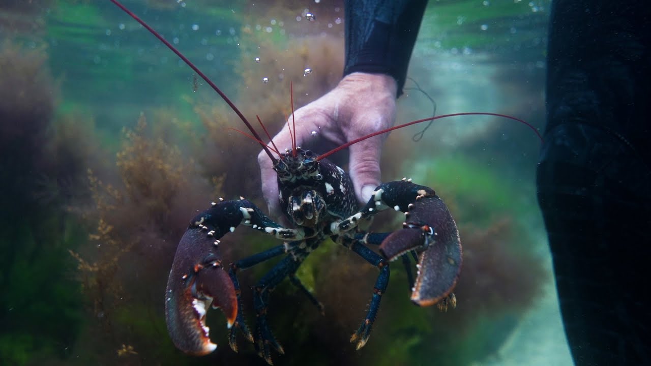 Coastal Lobster Foraging In Cornwall - Foraging Tidal Pools for Lobster ...