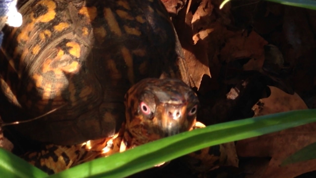 Box Turtle Care-Recovering from Injury- Sparky Vid - YouTube