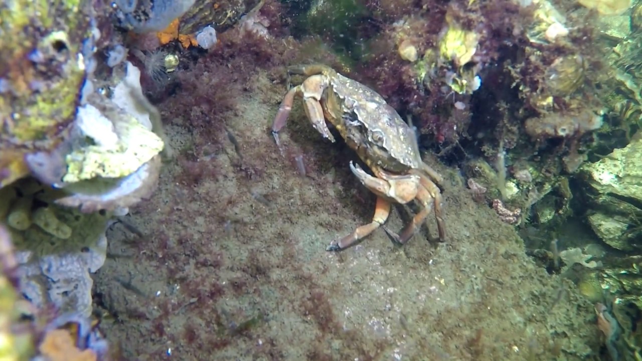 Duiken in Zeeland 29 07 2017 - YouTube