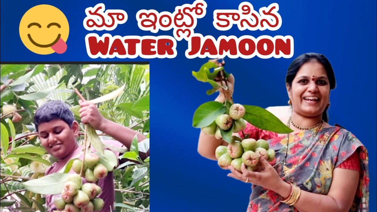 మా ఇంట్లో కాసిన Water Jaamun #waterjaamun #yummy #ytshorts vlog #tasty ...