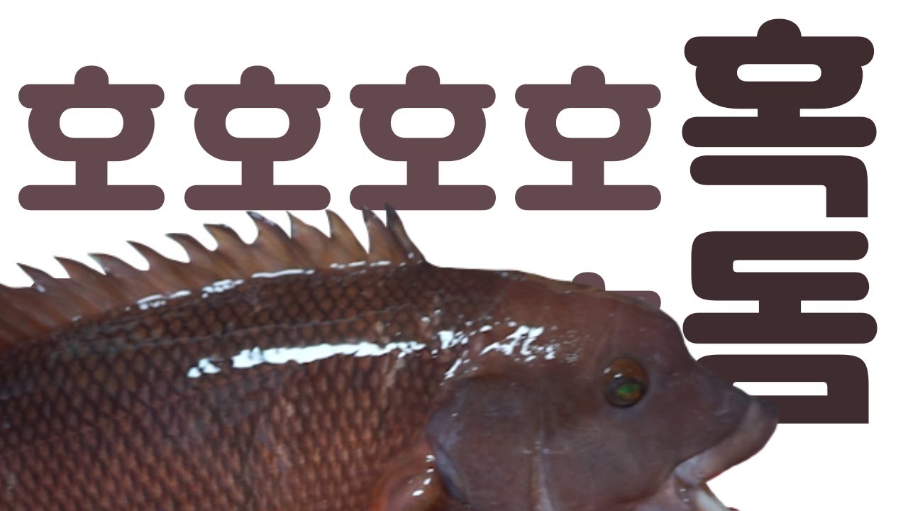 [혹돔] 호오옥시도오오옴?? (혹돔회/Bulgyhead wrasse/cold porgy/コブダイ/kobudai) - YouTube
