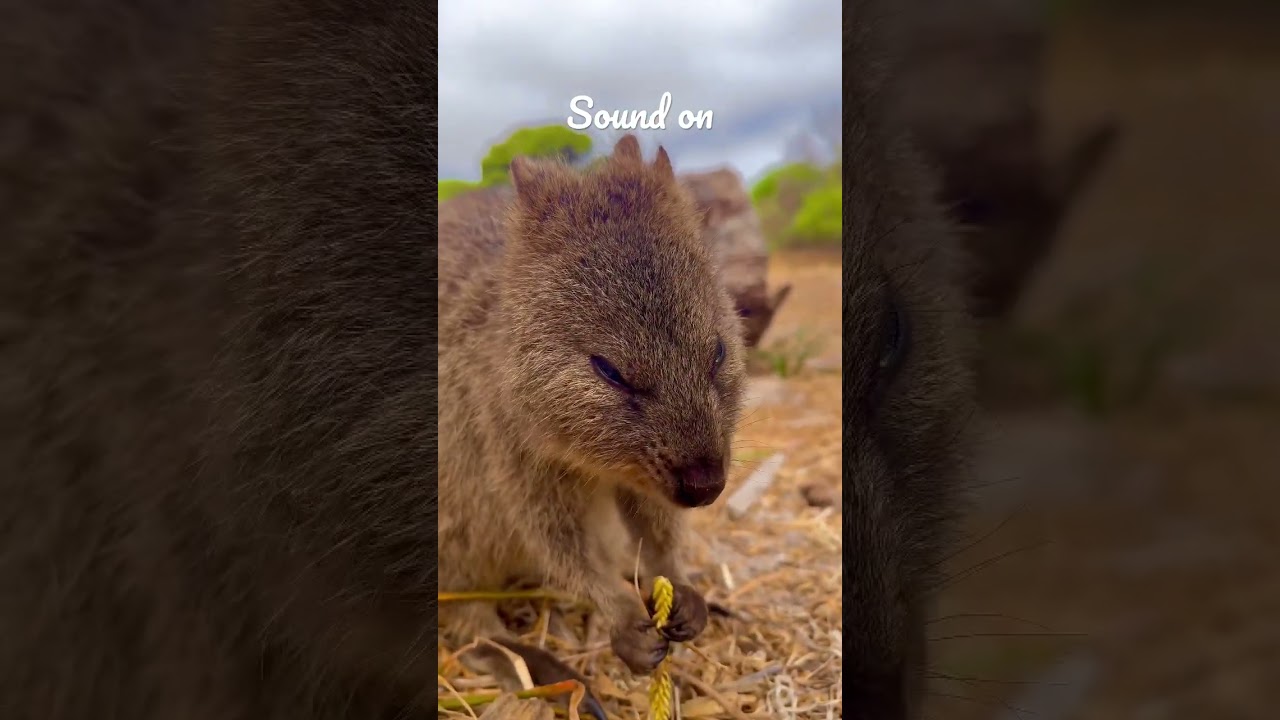Quokka Eating Quokka