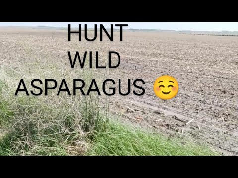WILD ASPARAGUS HUNT IN THE COUNTRY....☺️ - YouTube