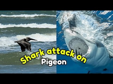 😱Shark attack on pigeon - YouTube