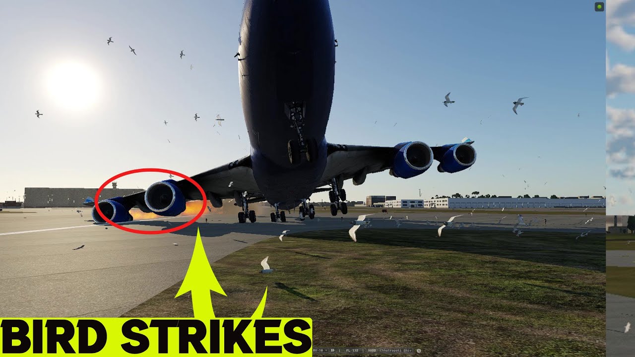 Boeing 747 What happens if there is a bird strike on a plane? - YouTube
