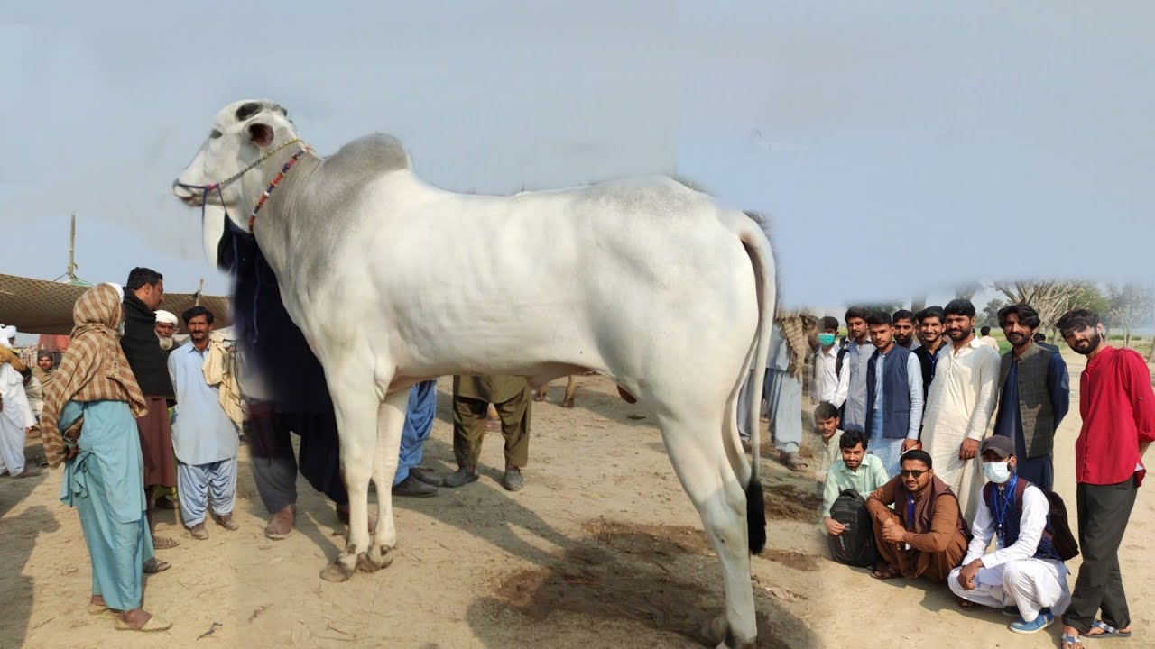 Dajli bull - YouTube