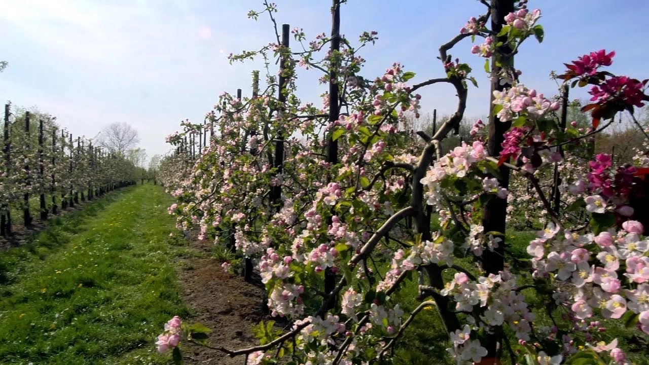 Fruithof Tack - Luxe B&B in Sint-Gillis-Waas - YouTube