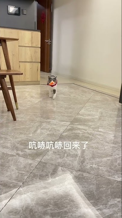 这个玩具好好玩!我怀疑,我家猫是狗变的,会捡飞盘回来。萌宠出道计划 抖in宝贝计划 狗里狗气的猫 Youtube
