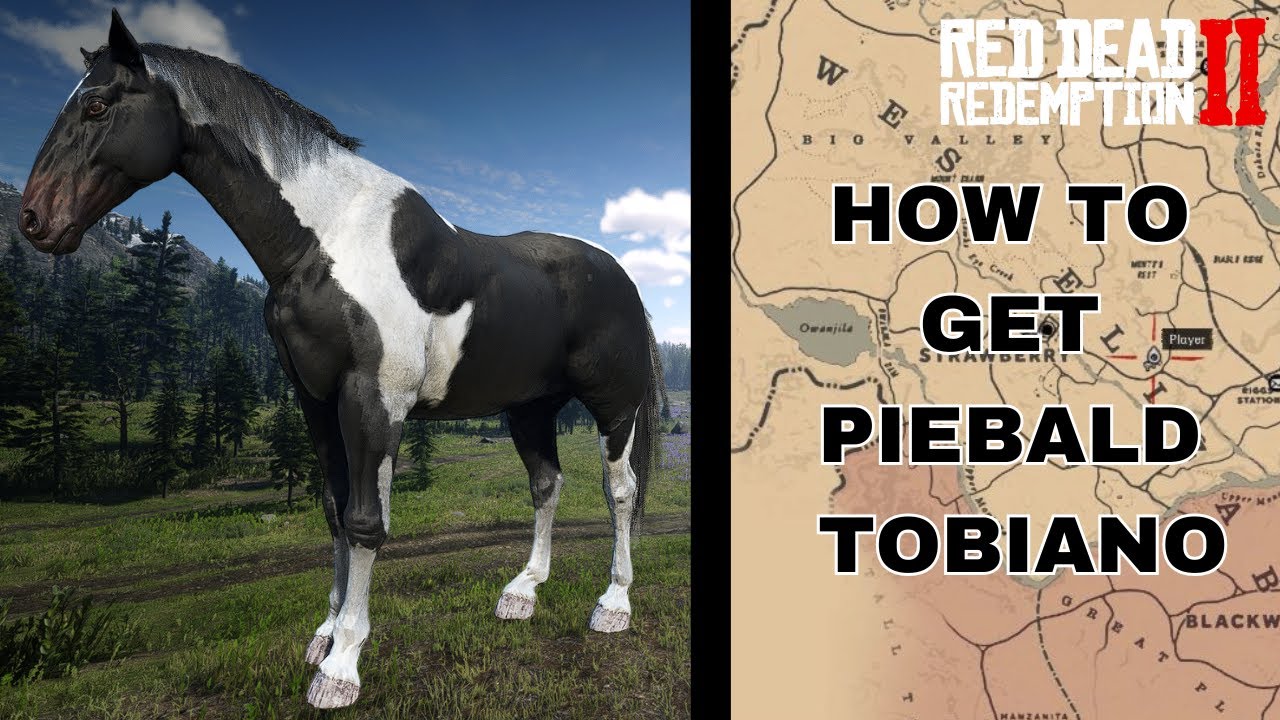 RDR2 - How to Get The Hungarian Halfbred PIEBALD TOBIANO For Free - Red ...