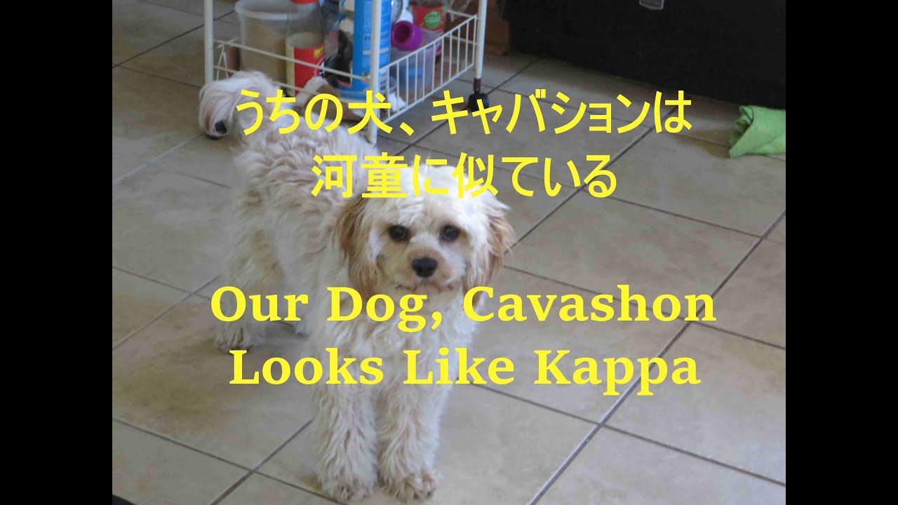 うちの犬と河童が似ているOur dog and Kappa,which you can see at the National Museum ...