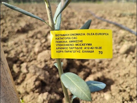 ΦΥΤΕΥΣΗ ΕΛΑΙΟΔΕΝΤΡΩΝ ΑΜΦΙΣΣΗΣ,ΘΑΣΟΥ,ΧΑΛΚΙΔΙΚΗΣ Κ.Α ΜΕ ΑΤΤΑΠΟΥΛΓΙΤΗ ΚΑΙ ...